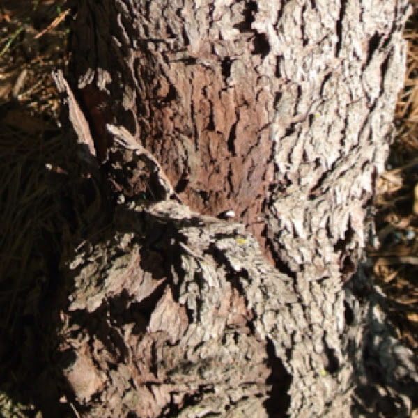 Eastern Redbud Tree Bark | Project Noah