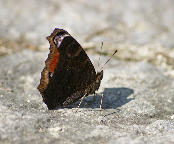 European Peacock | Project Noah