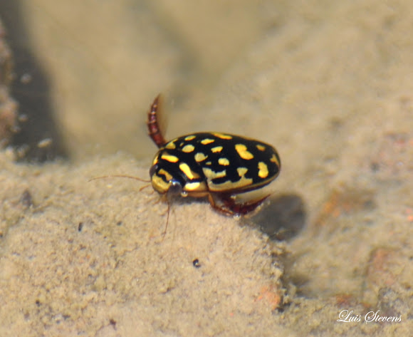 Sunburst Diving Beetle | Project Noah