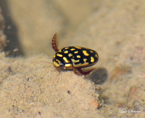Sunburst Diving Beetle | Project Noah