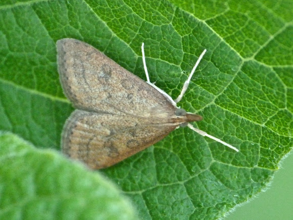 Celery leaftier moth | Project Noah