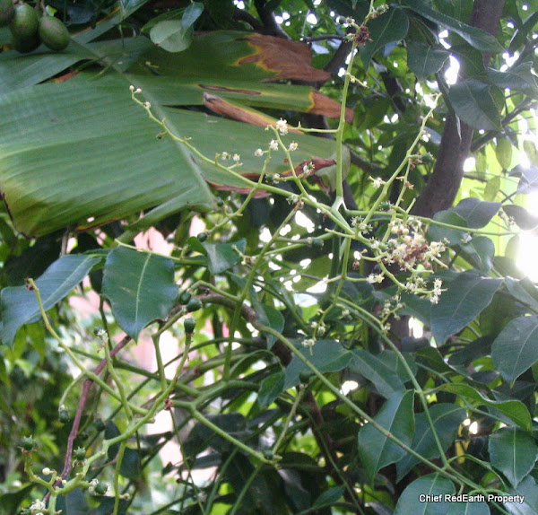 അമ്പഴം (ambazham), INDIAN HOG PLUM, | Project Noah