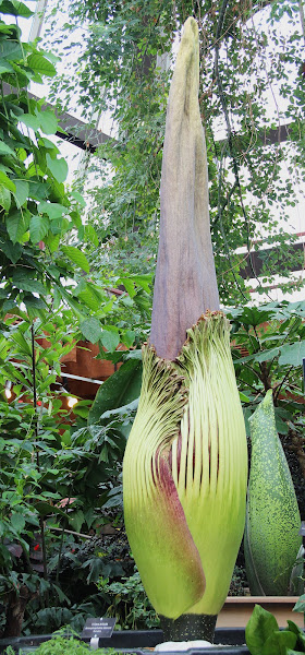 Titan Arum | Project Noah