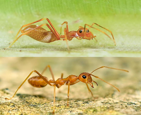 Red weaver ant mimic spider | Project Noah