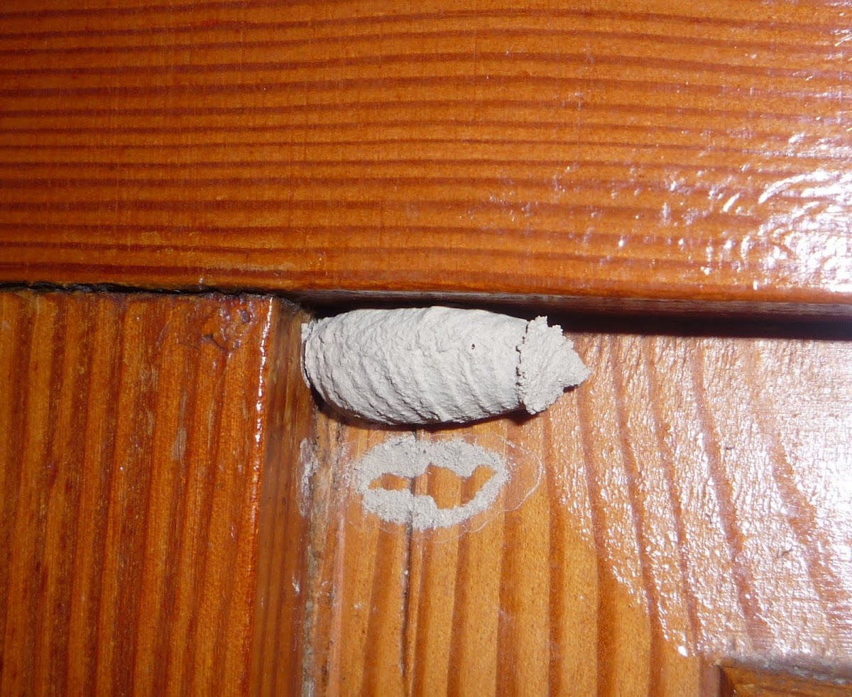 Nido de avispa alfarera. Potter wasp nest | Project Noah