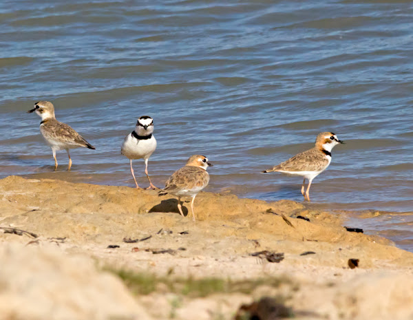 Collared Plover | Project Noah