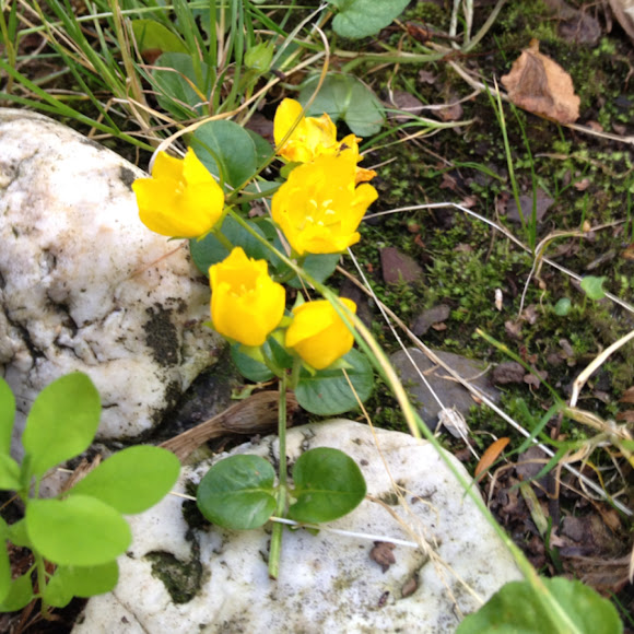 Spotting | Project Noah