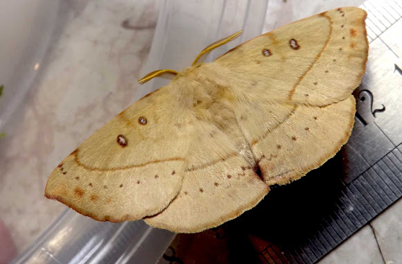 Wooly Bear Moth | Project Noah