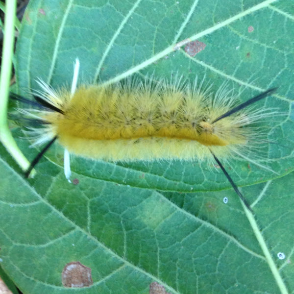 Banded Tussock Moth Lava | Project Noah
