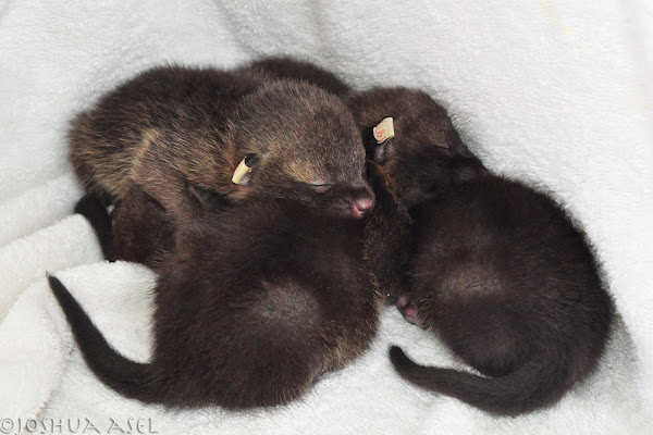 Baby Grey Fox(es) | Project Noah
