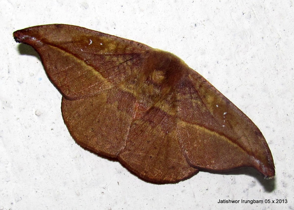 Drepanidae | Project Noah