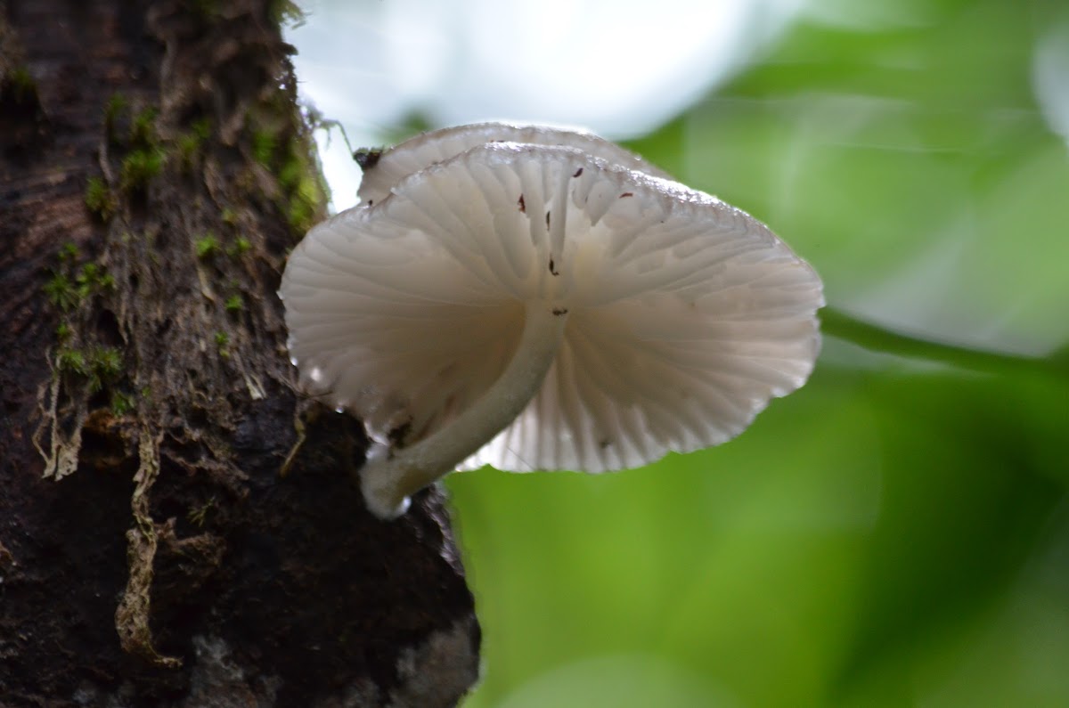 Honguito | Project Noah