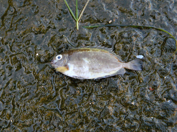 Dusky spinefoot (Αγριόσαλπα μαύρη) | Project Noah