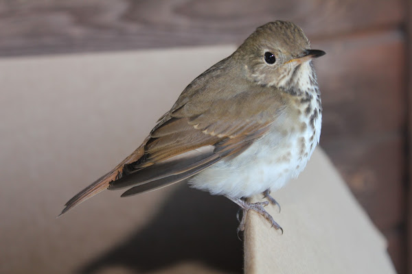 Hermit Thrush | Project Noah