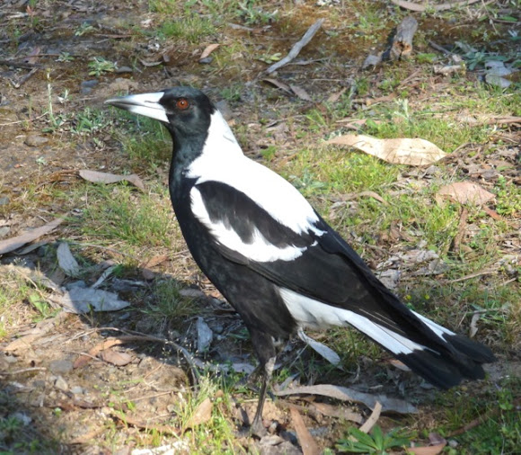Australian White-backed Magpie | Project Noah