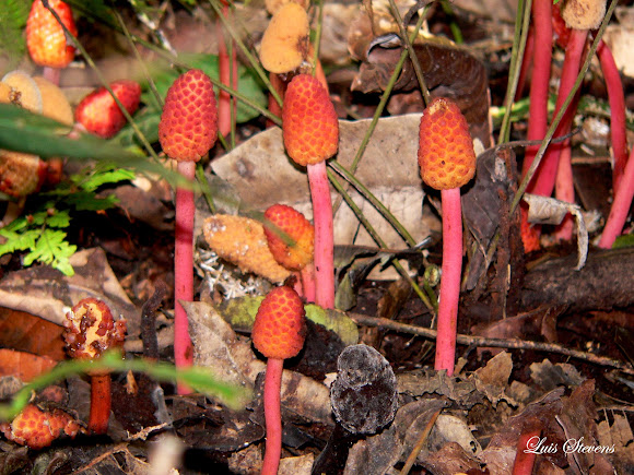 Urupé | Project Noah