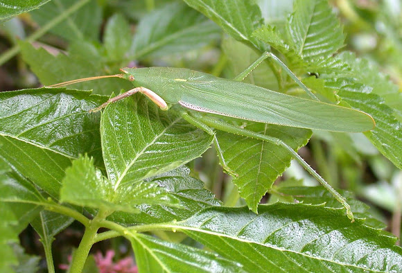 Yellow Fore-legged Katydid (male) | Project Noah