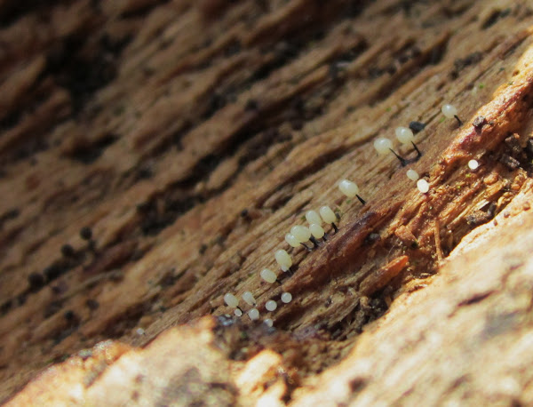comatricha nigra - imatured & matured | Project Noah