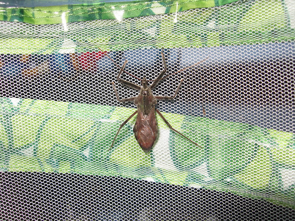 Wheel Bug after molt | Project Noah