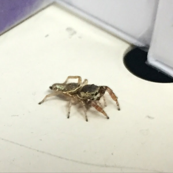 Jumping spider | Project Noah