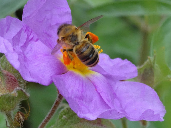 European Honey Bee | Project Noah