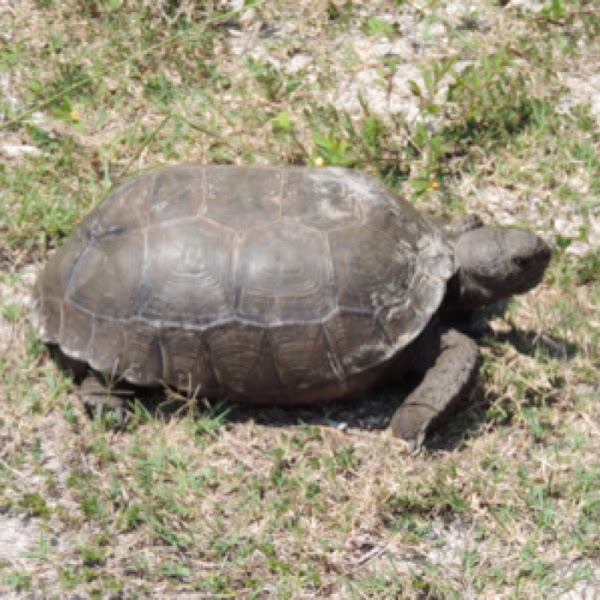 Gopher tortoise | Project Noah