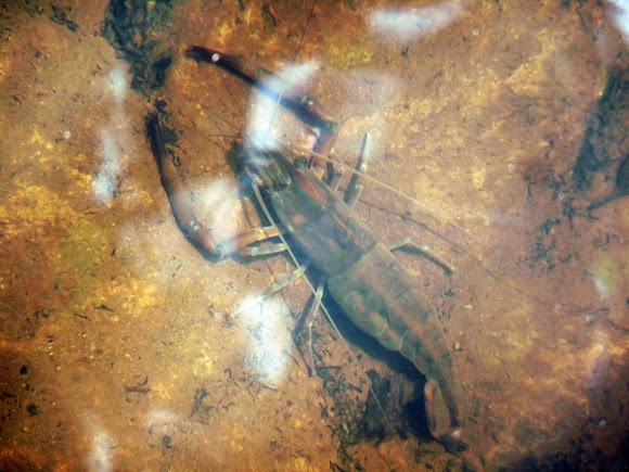 River Shrimp - Camarón de Río | Project Noah