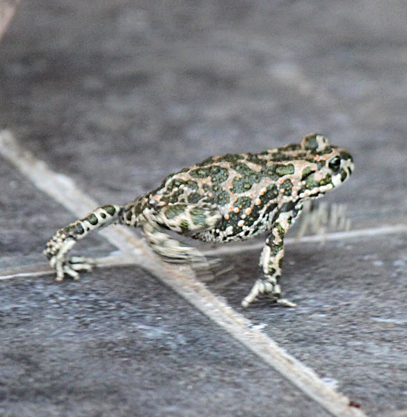 European Green Toad | Project Noah