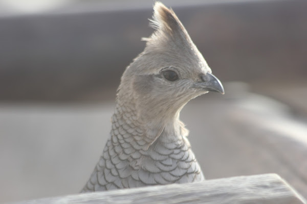 Codorniz escamosa, Scaled quail | Project Noah