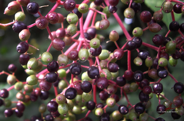 Black Elder | Project Noah