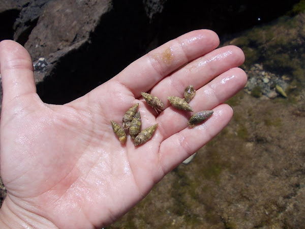 Bittium reticulatum | Project Noah