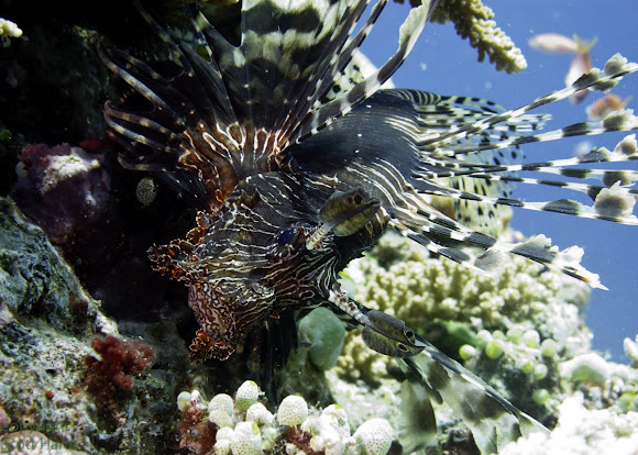 Lionfish | Project Noah