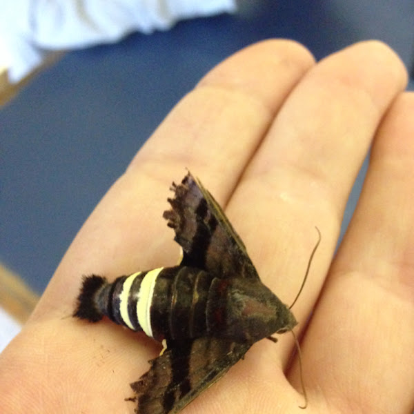 Nessus Sphinx | Project Noah