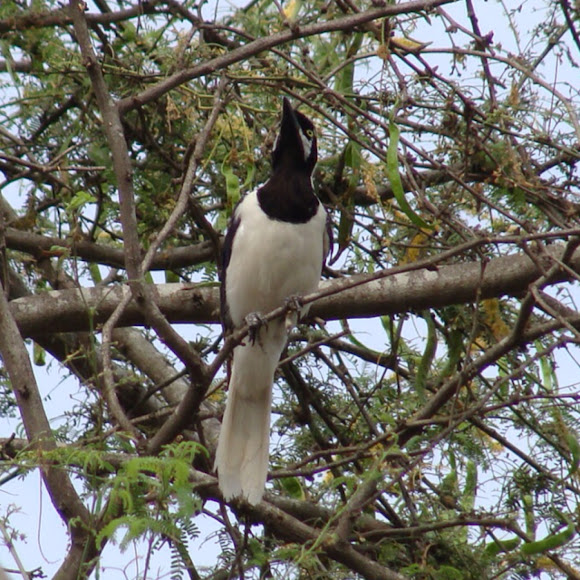 White-tailed jay | Project Noah