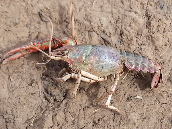 (dead) crayfish | Project Noah
