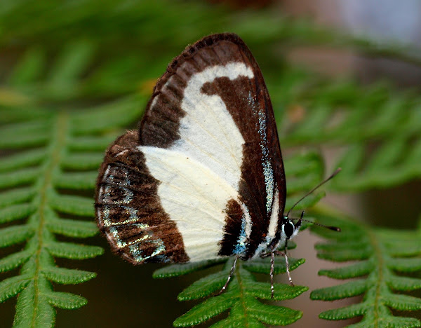 Small green-banded blue Butterfly | Project Noah