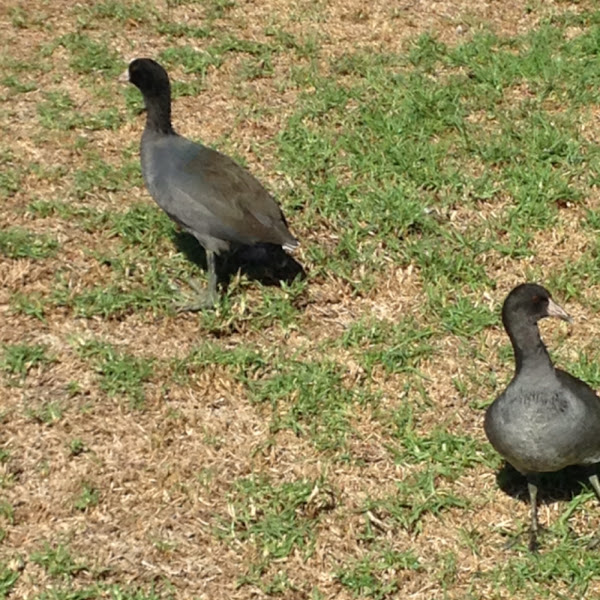Western Coots | Project Noah