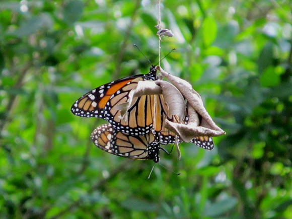 Monarchs mating | Project Noah