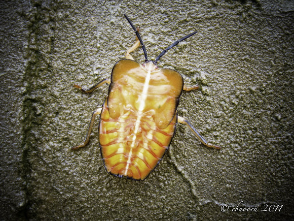 Giant Shield Bug Nymph | Project Noah