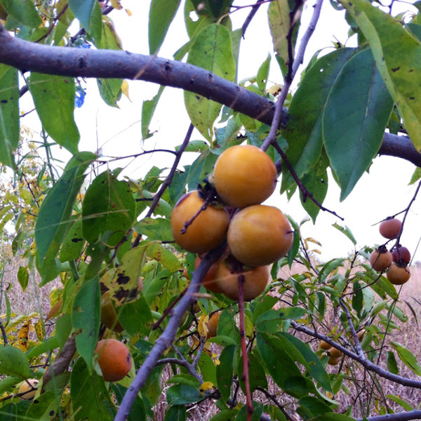 Native Persimmon | Project Noah