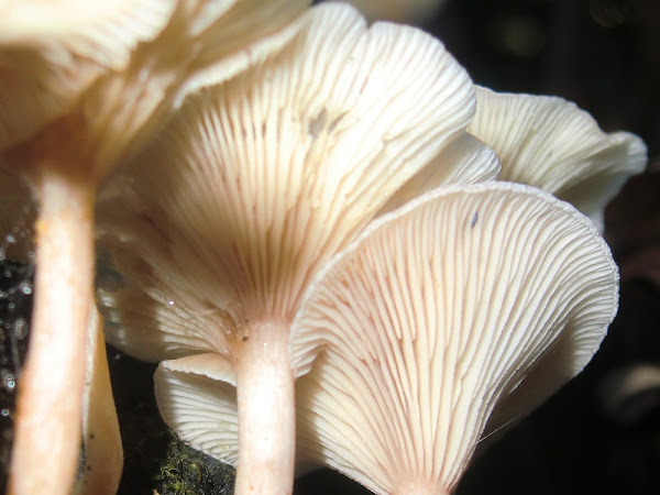 Pleurotus sp? | Project Noah
