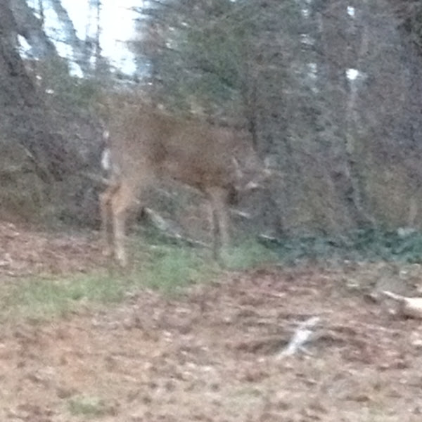 White tail deer | Project Noah