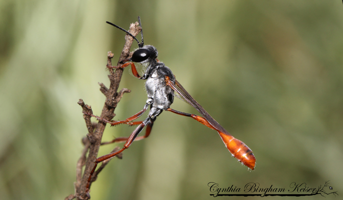 Thread-waisted Wasp | Project Noah