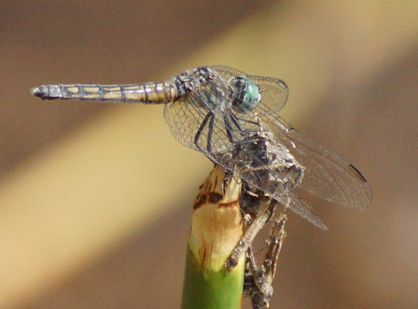 Blue Dasher (female) | Project Noah
