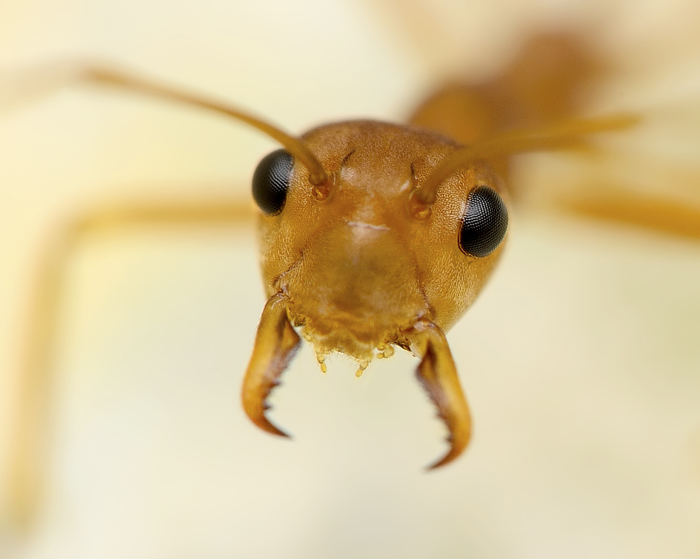 Weaver Ant | Project Noah