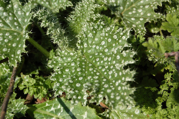 ortiga macho | Project Noah