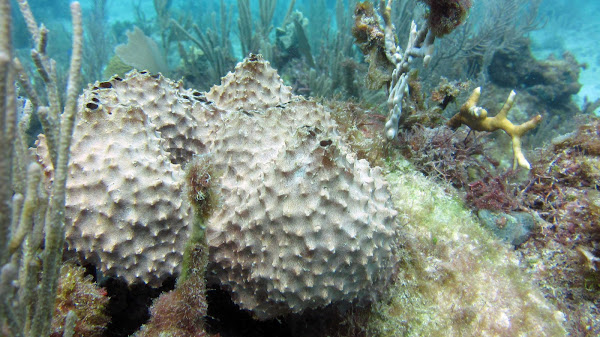 Stinker sponge | Project Noah