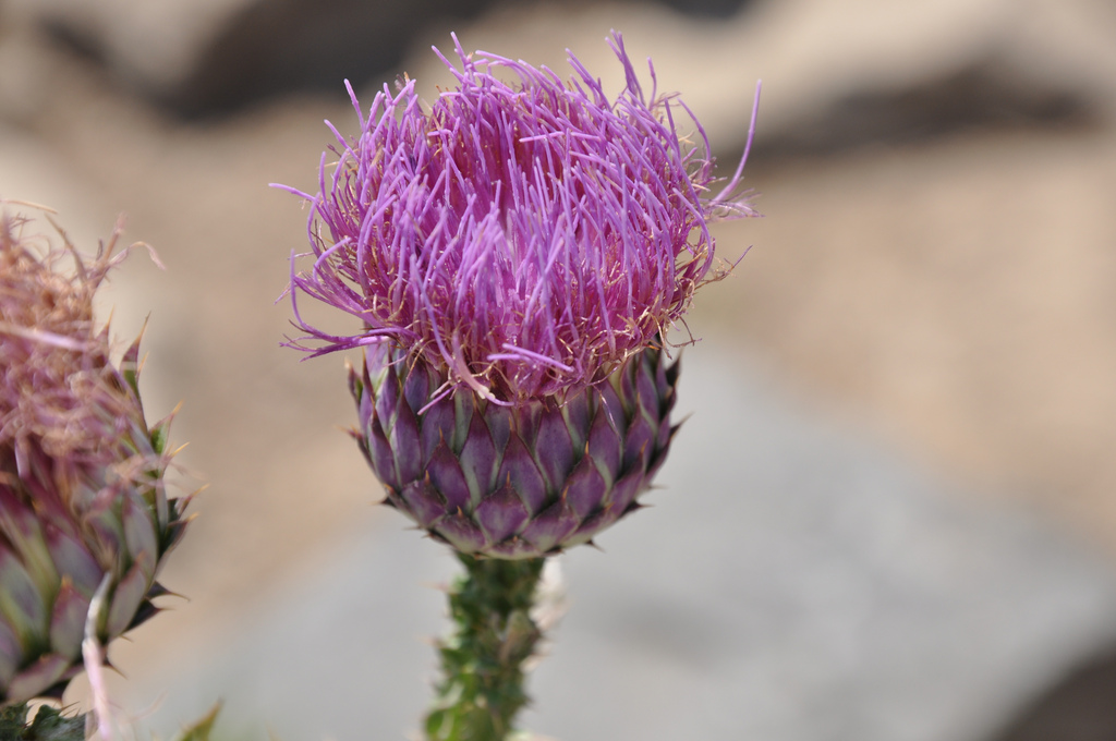 Bull thistle | Project Noah