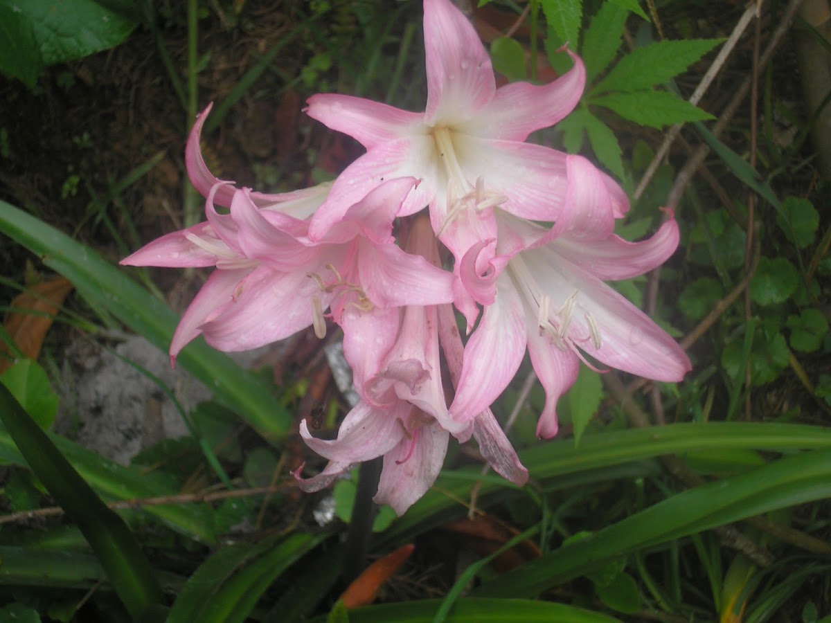 Añañuca | Project Noah