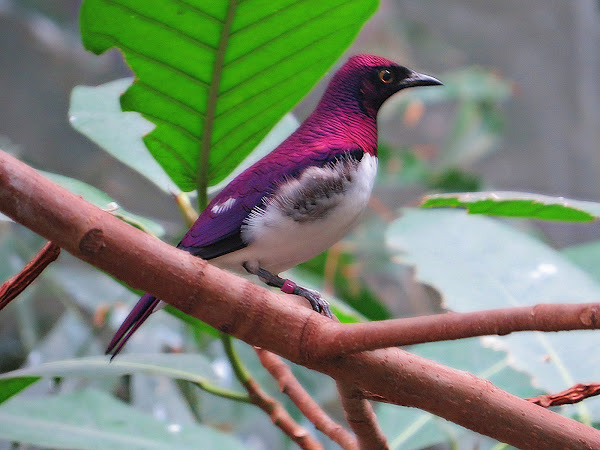 Violet- backed Starling | Project Noah